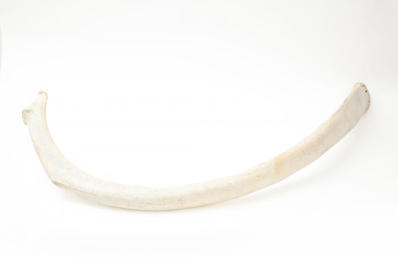 SPERM WHALE RIB BONE