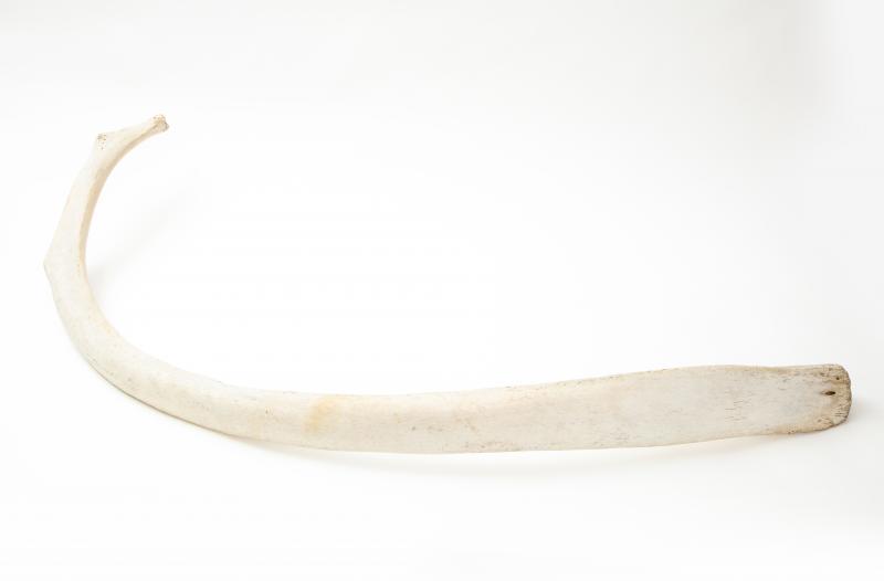 SPERM WHALE RIB BONE
