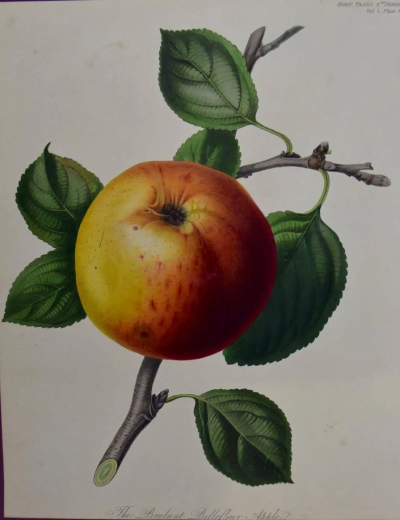 Artist Augusta Innes Withers