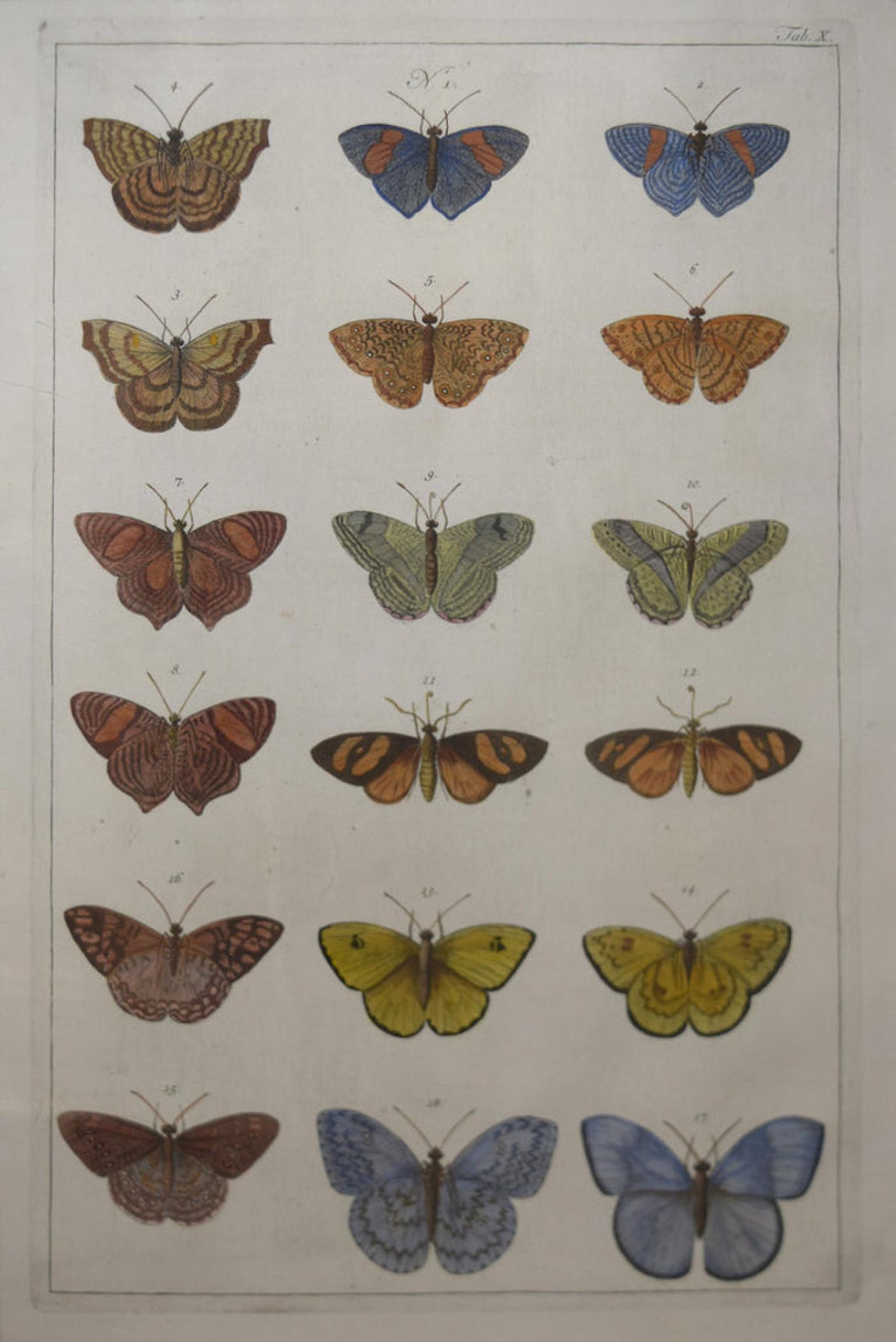 ALBERTUS SEBA - ALBERTUS SEBA (1665-1736), TAB X