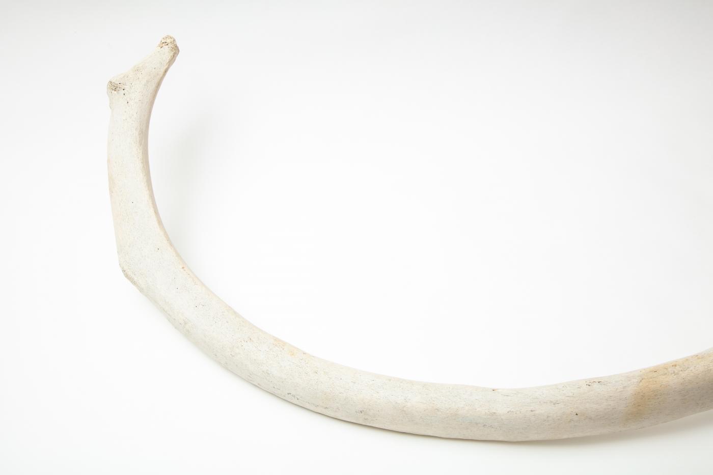 SPERM WHALE RIB BONE