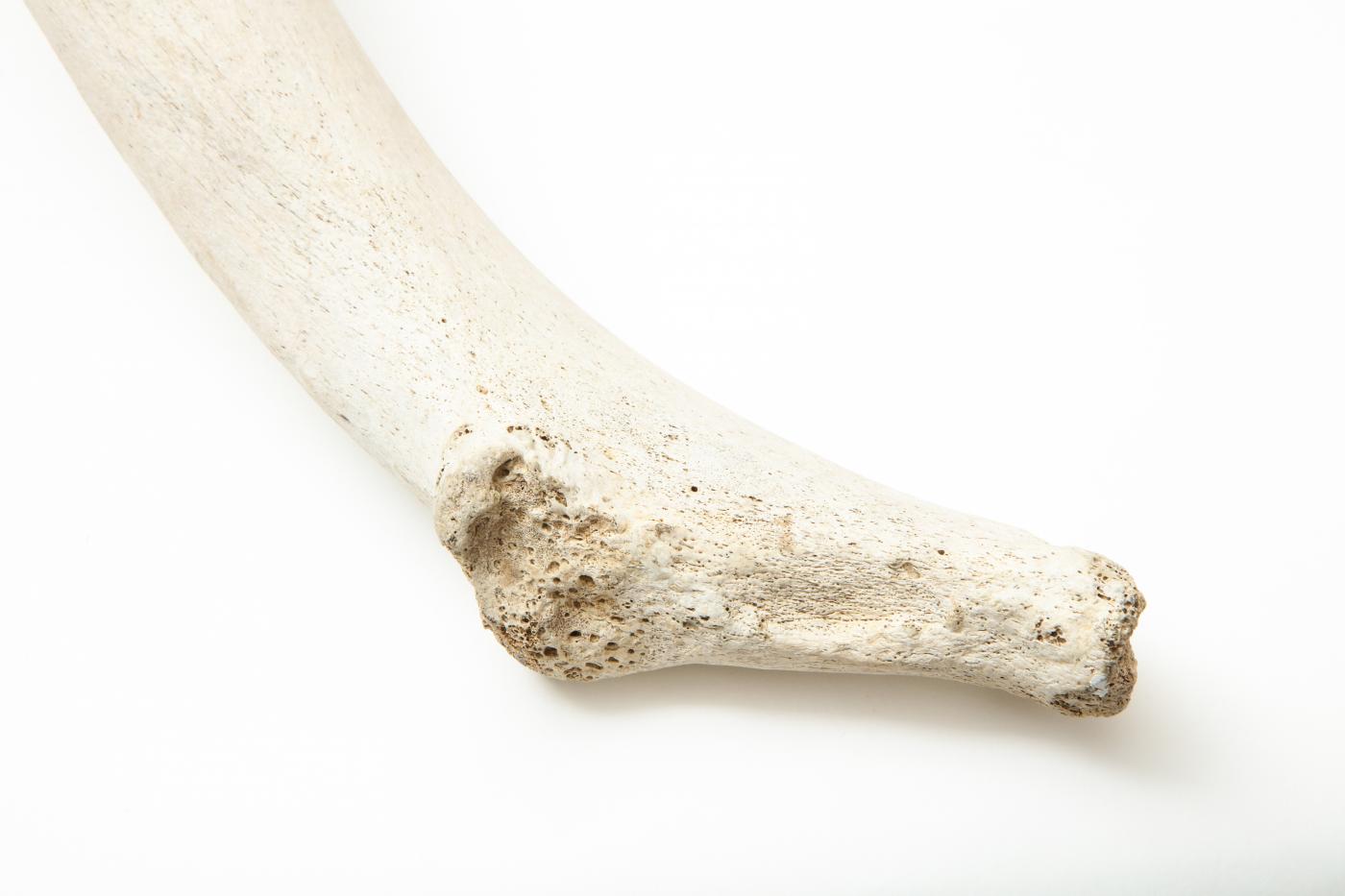 SPERM WHALE RIB BONE