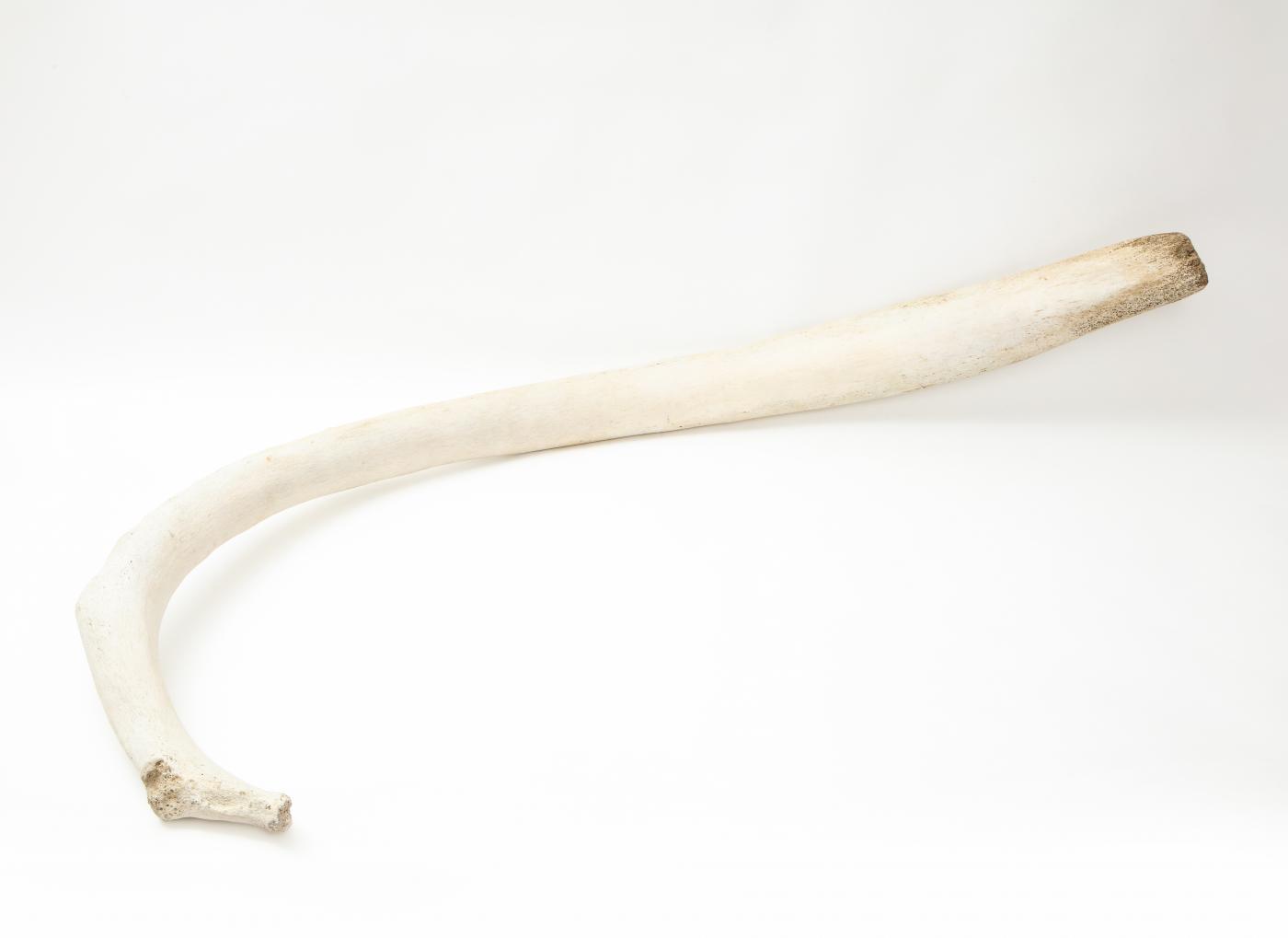 SPERM WHALE RIB BONE