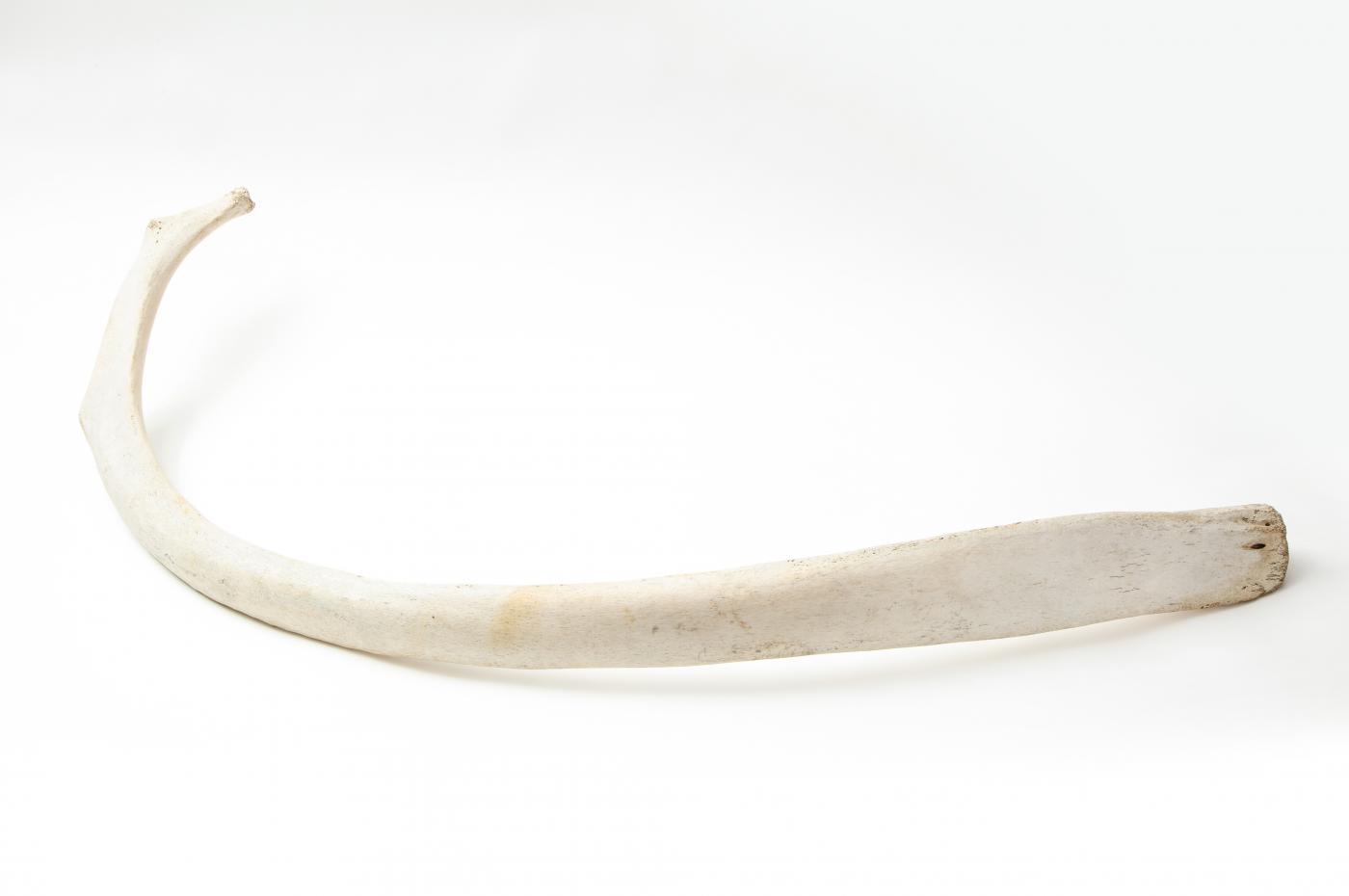 SPERM WHALE RIB BONE