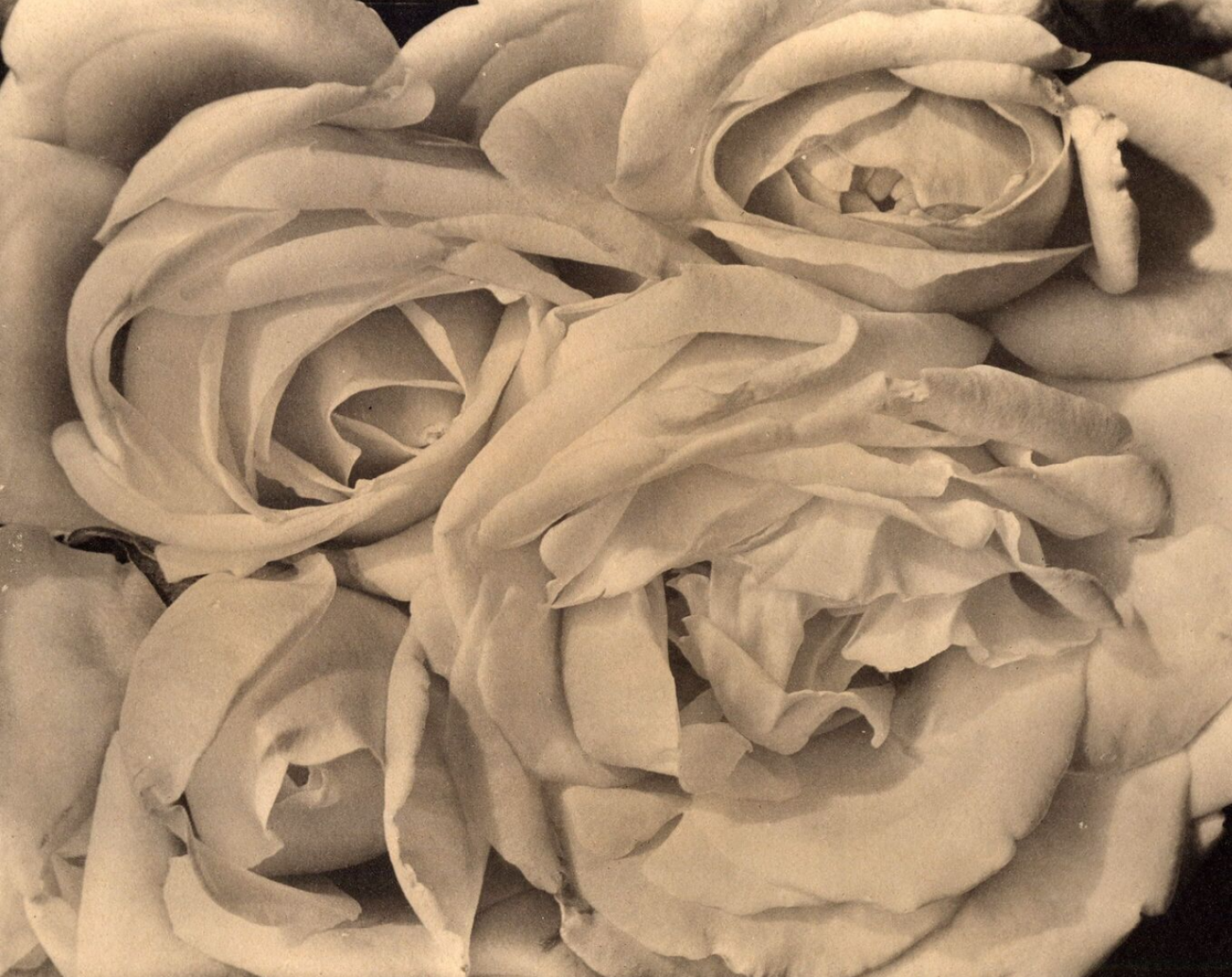 Tina Modotti - Roses, 1924